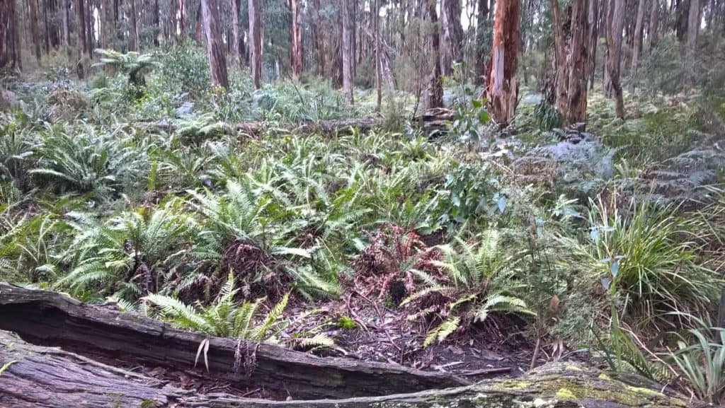 Fox control helping with Bandicoot recovery – UGLN