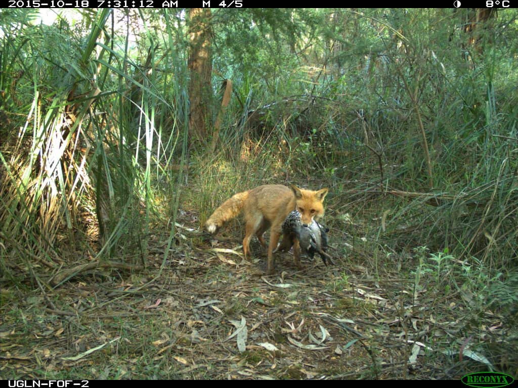 Fox with duck – UGLN