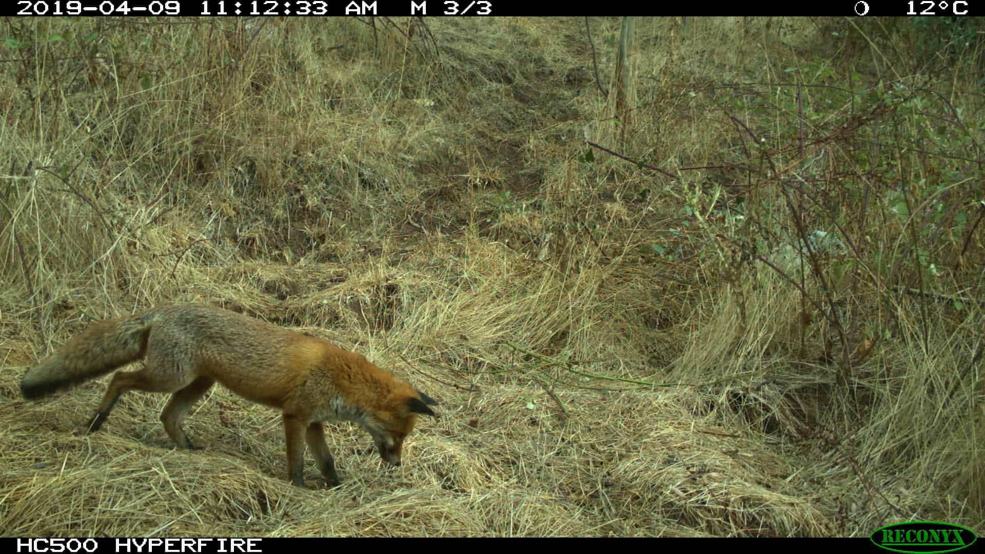 Fox Control Monitoring Program – UGLN