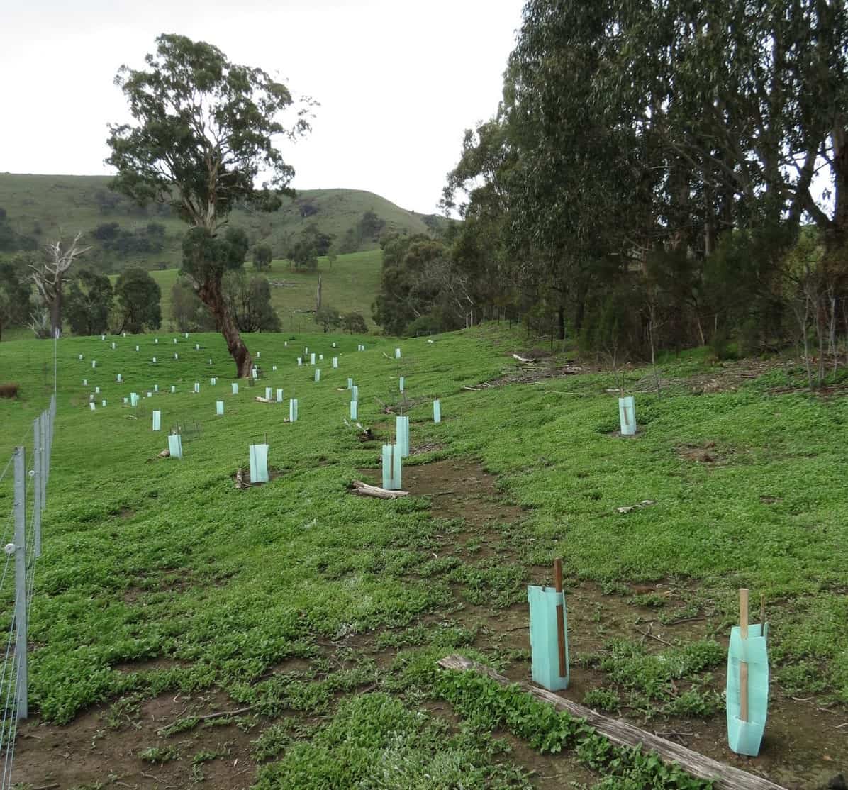 UGLN Paddock Tree Project – UGLN