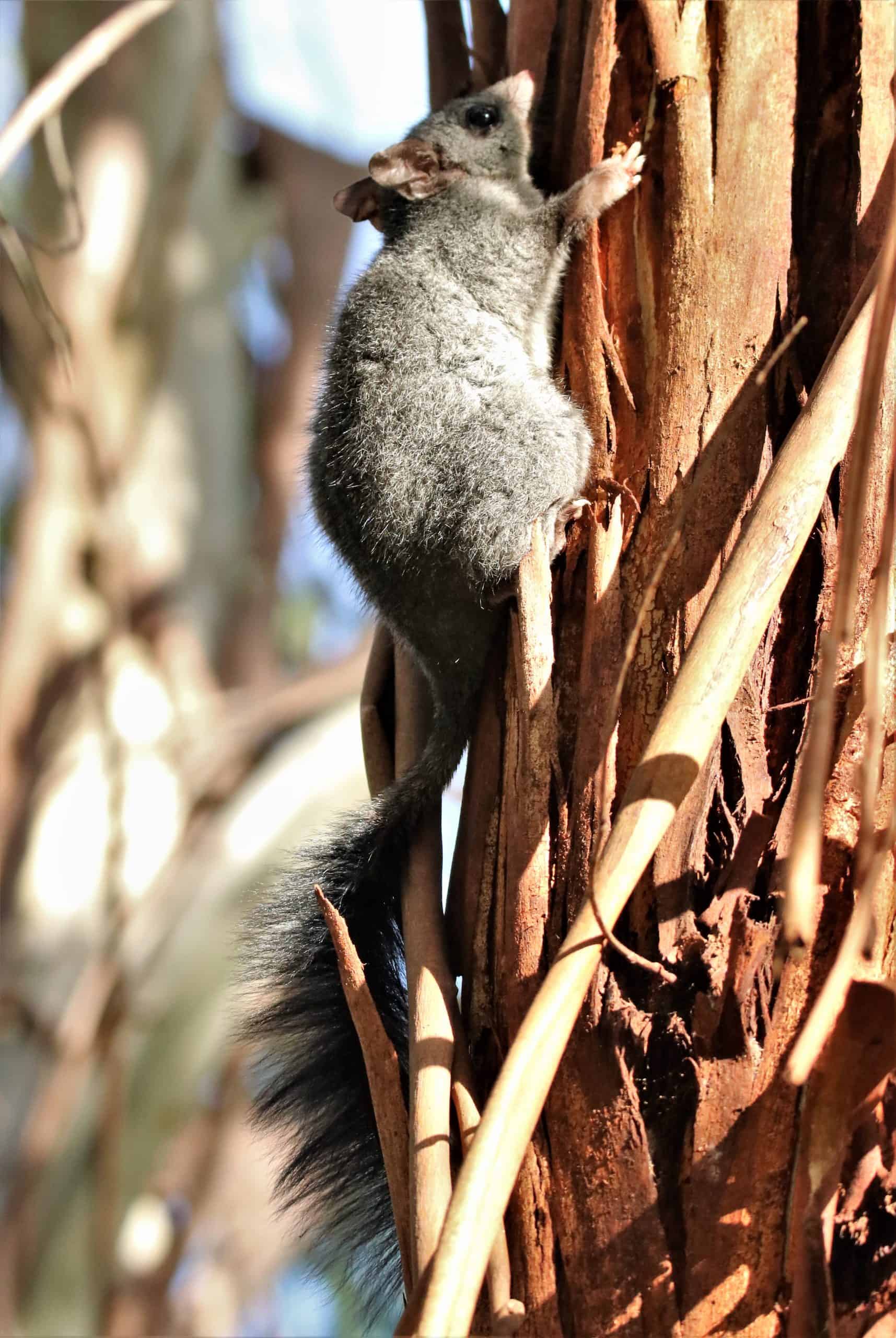 Flowerdale Landcare Group – UGLN